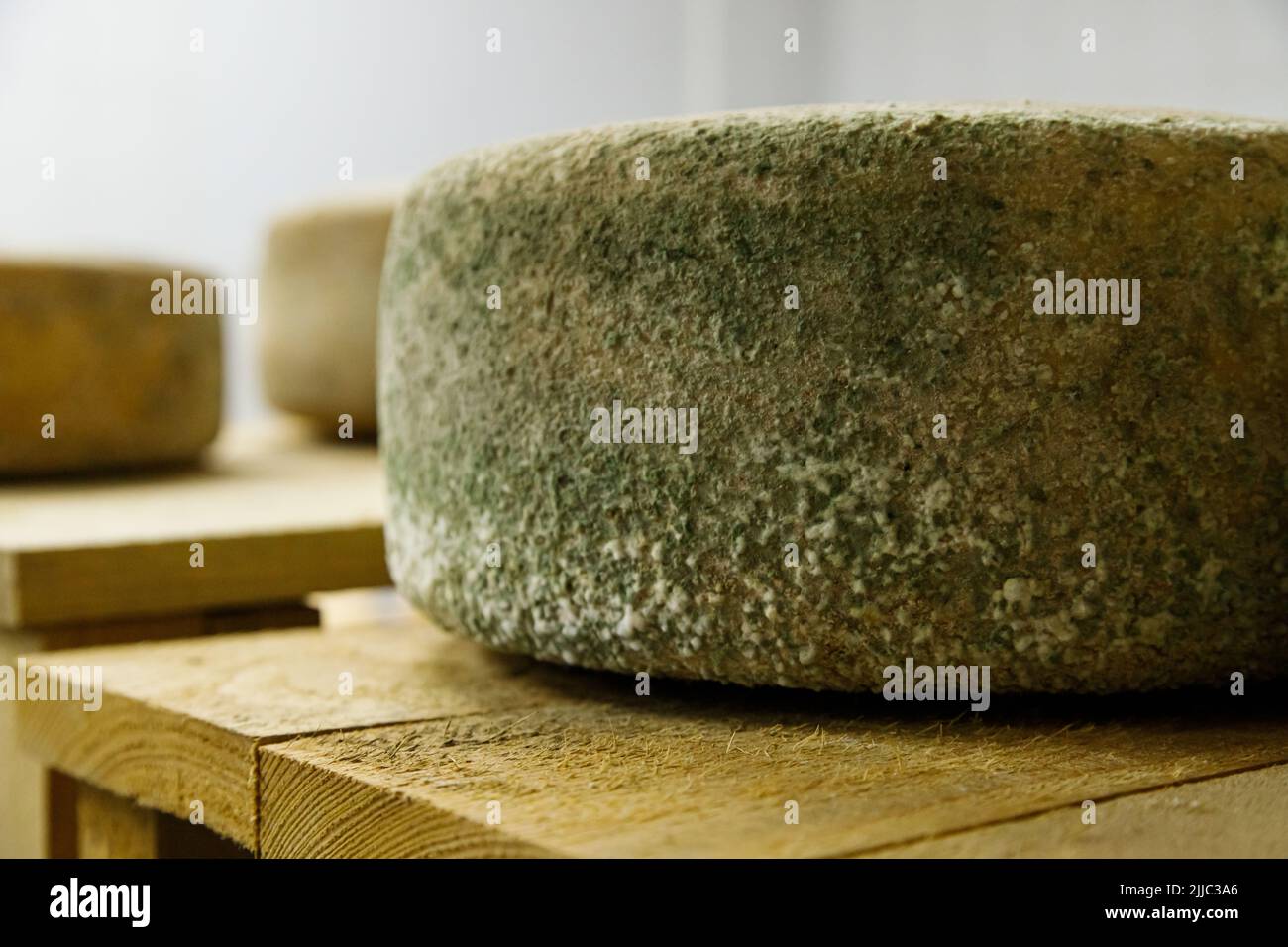 Hard cheese heads ripening on wooden shelfs in production in chamber ...