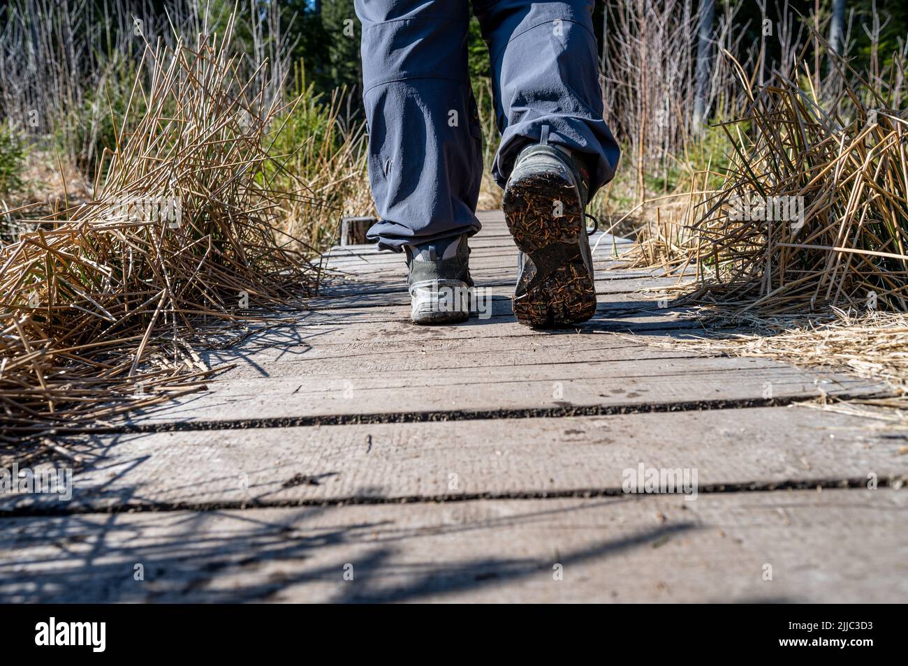 A back view of human feet walking through wooden footpath surrounded by ...