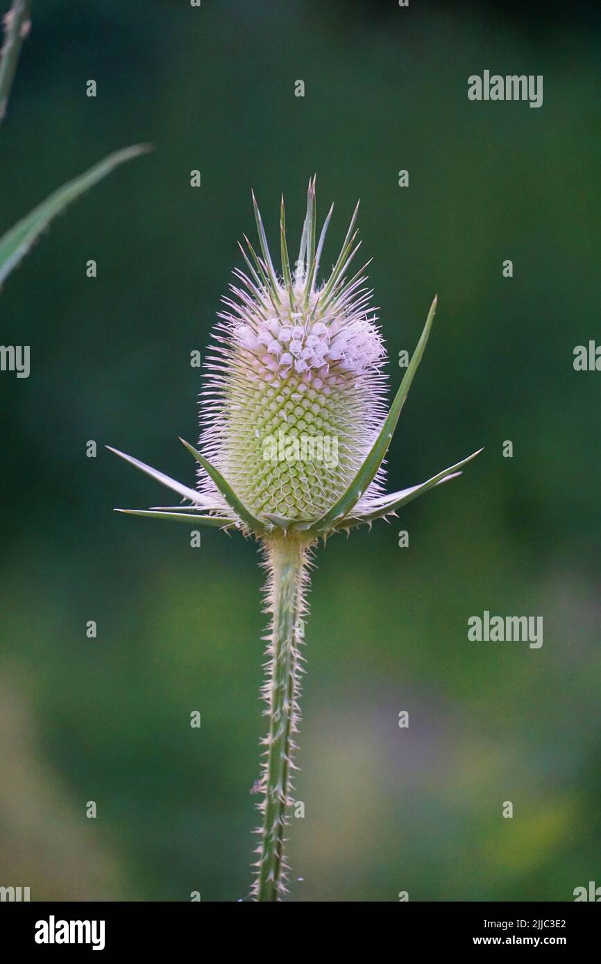 common teasel in meadow close up Stock Photo - Alamy