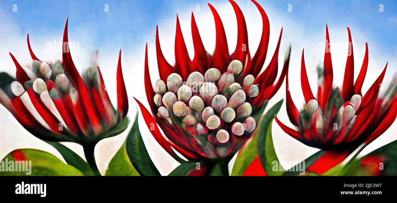 King protea illustration hi-res stock photography and images - Alamy