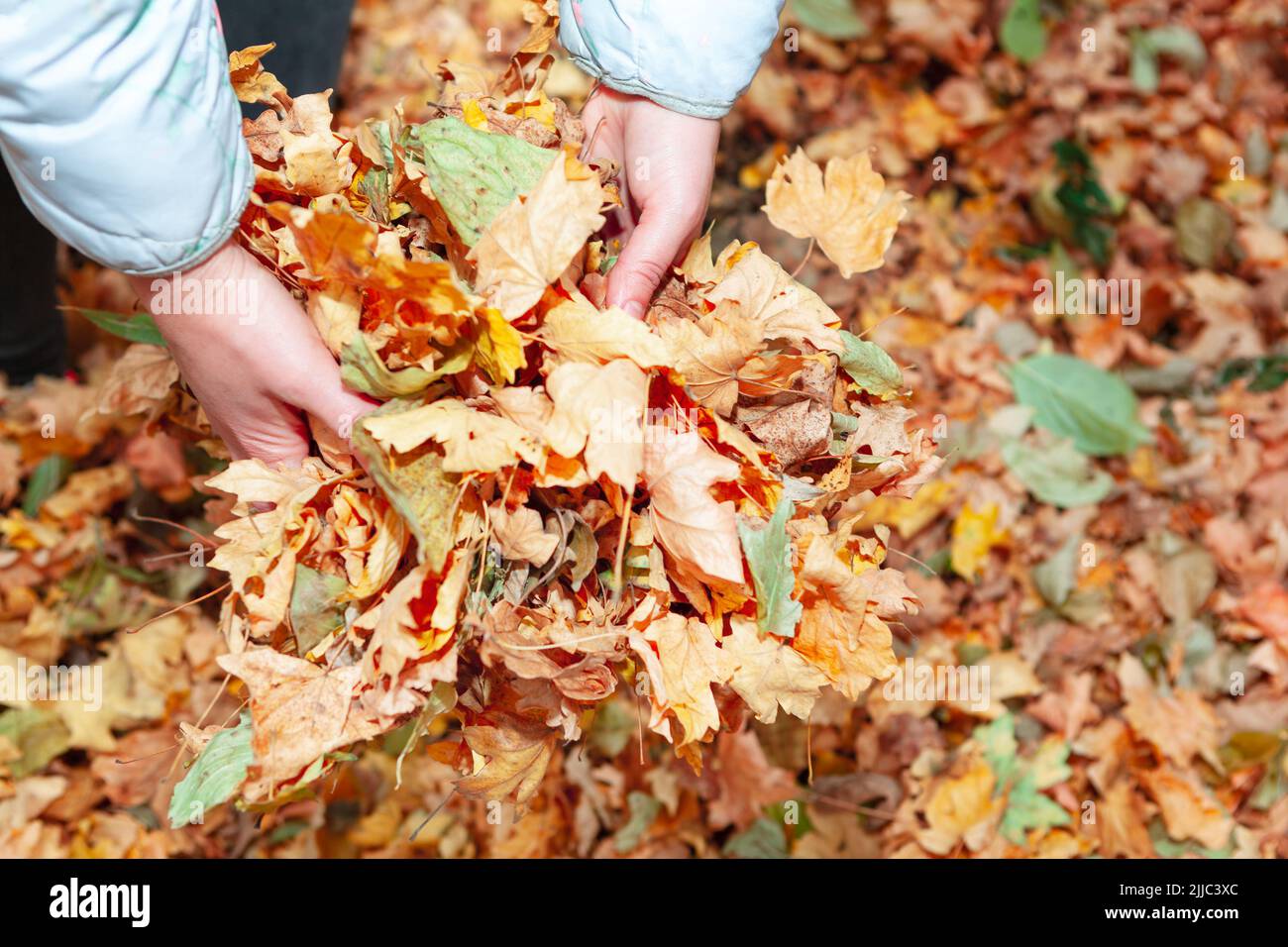 Autumn leaves in human hands . Collecting colorful leaves Stock Photo ...