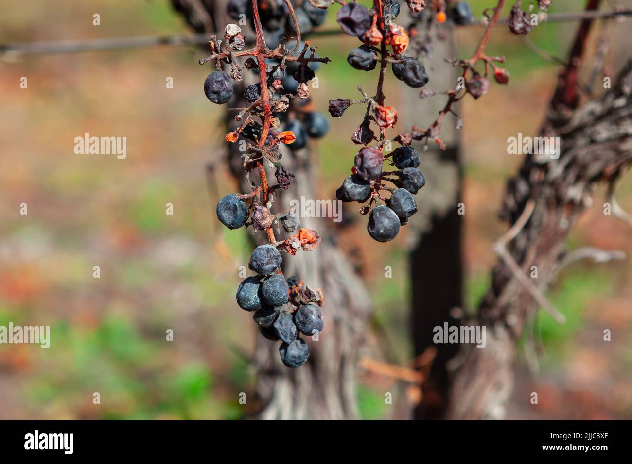 Grape failure ripe . Bad agriculture harvest Stock Photo - Alamy