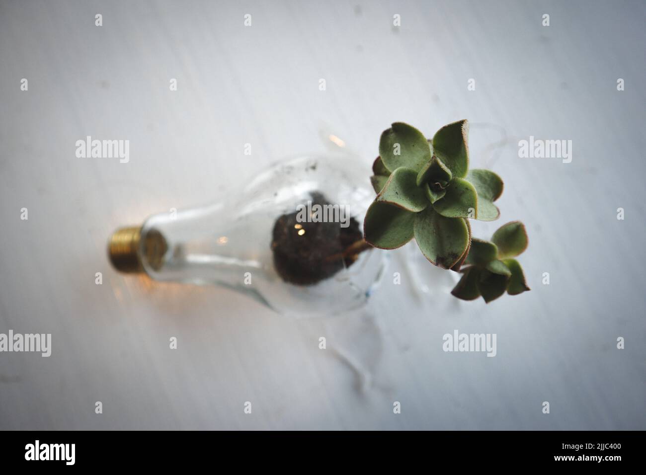 A succulent plant growing in a broken light bulb, symbolizing rebirth ...