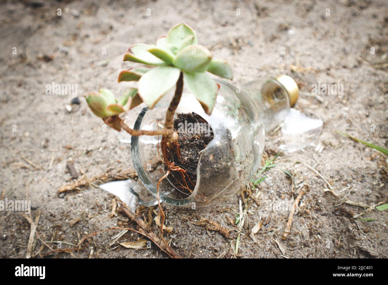 A succulent plant growing in a broken light bulb, symbolizing rebirth ...