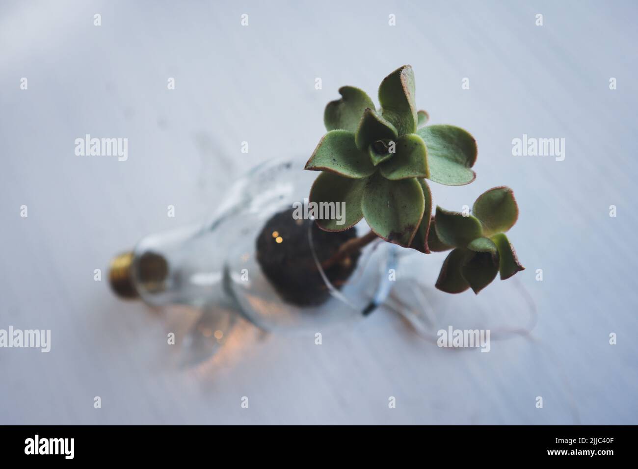 A succulent plant growing in a broken light bulb, symbolizing rebirth ...