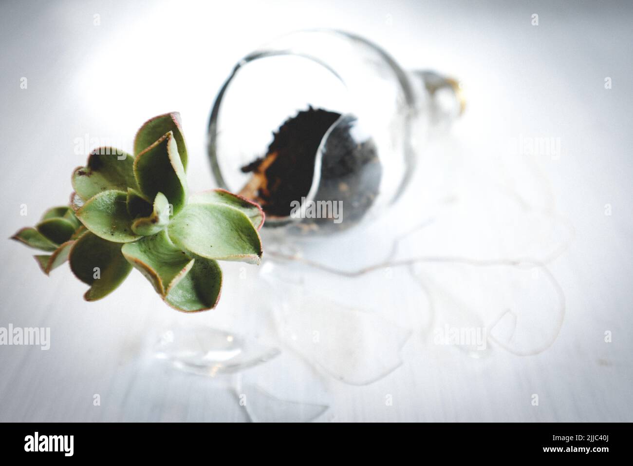 A succulent plant growing in a broken light bulb, symbolizing rebirth ...