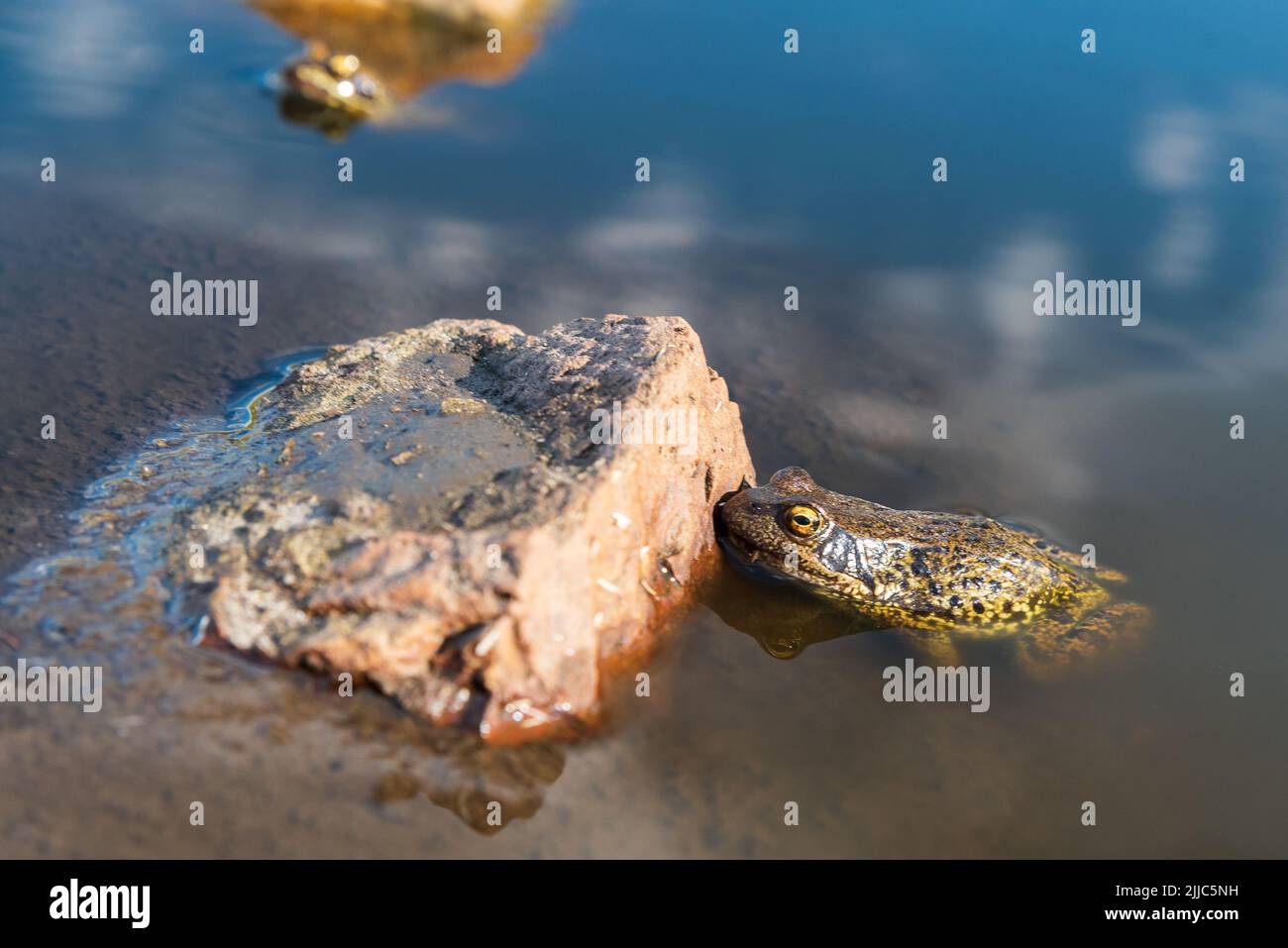 Rana tropical hi-res stock photography and images - Alamy