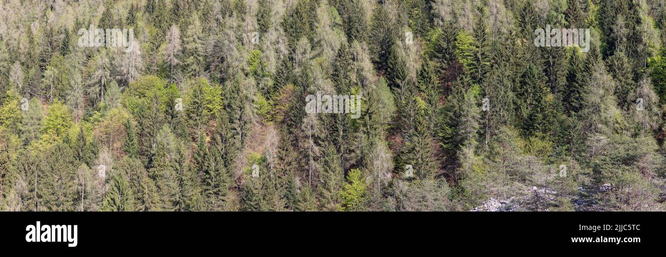 Super panoramic forest background shot of wild deep centuries-old ...