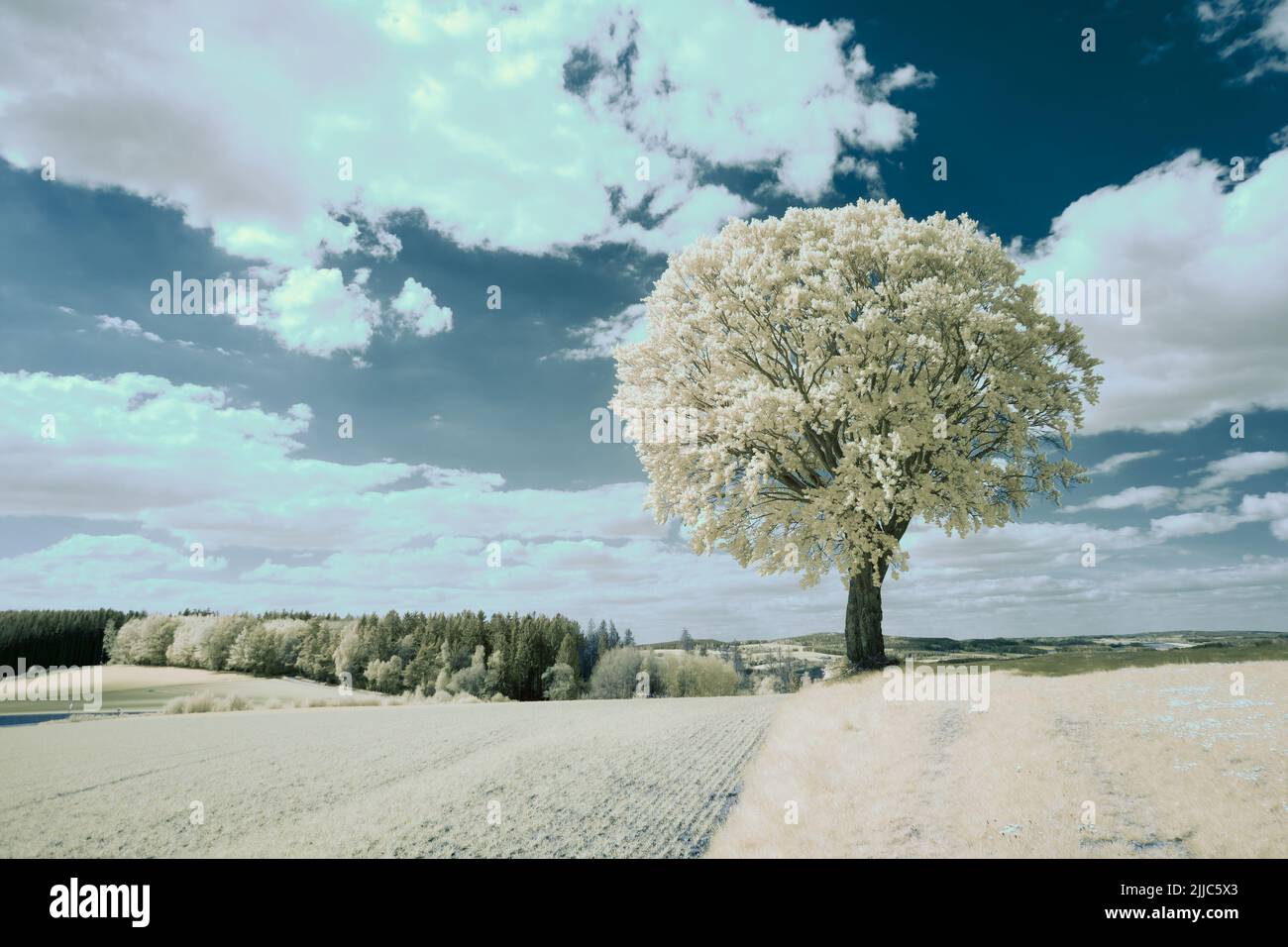 An infrared shot of a lonely tree under the blue sky and white clouds ...