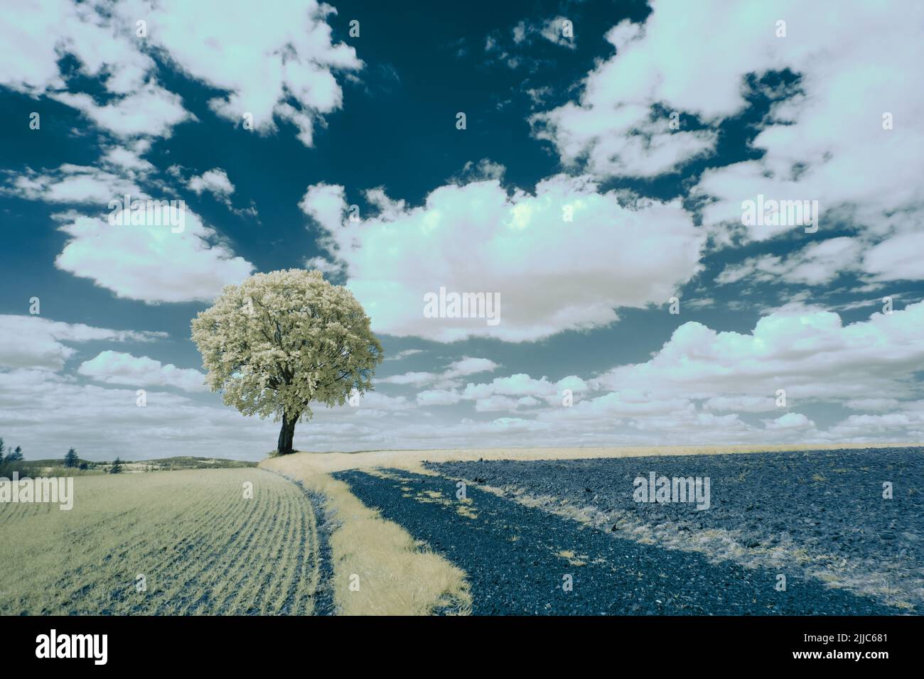An infrared shot of a lonely tree under the blue sky and white clouds ...