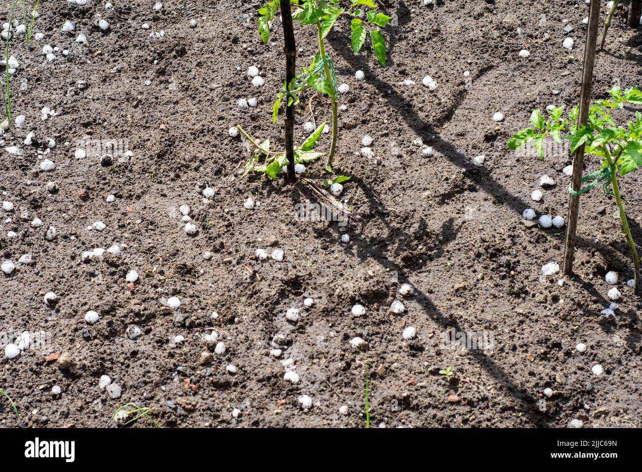 Hail falls on small plants in pots and in the ground during hot summer ...