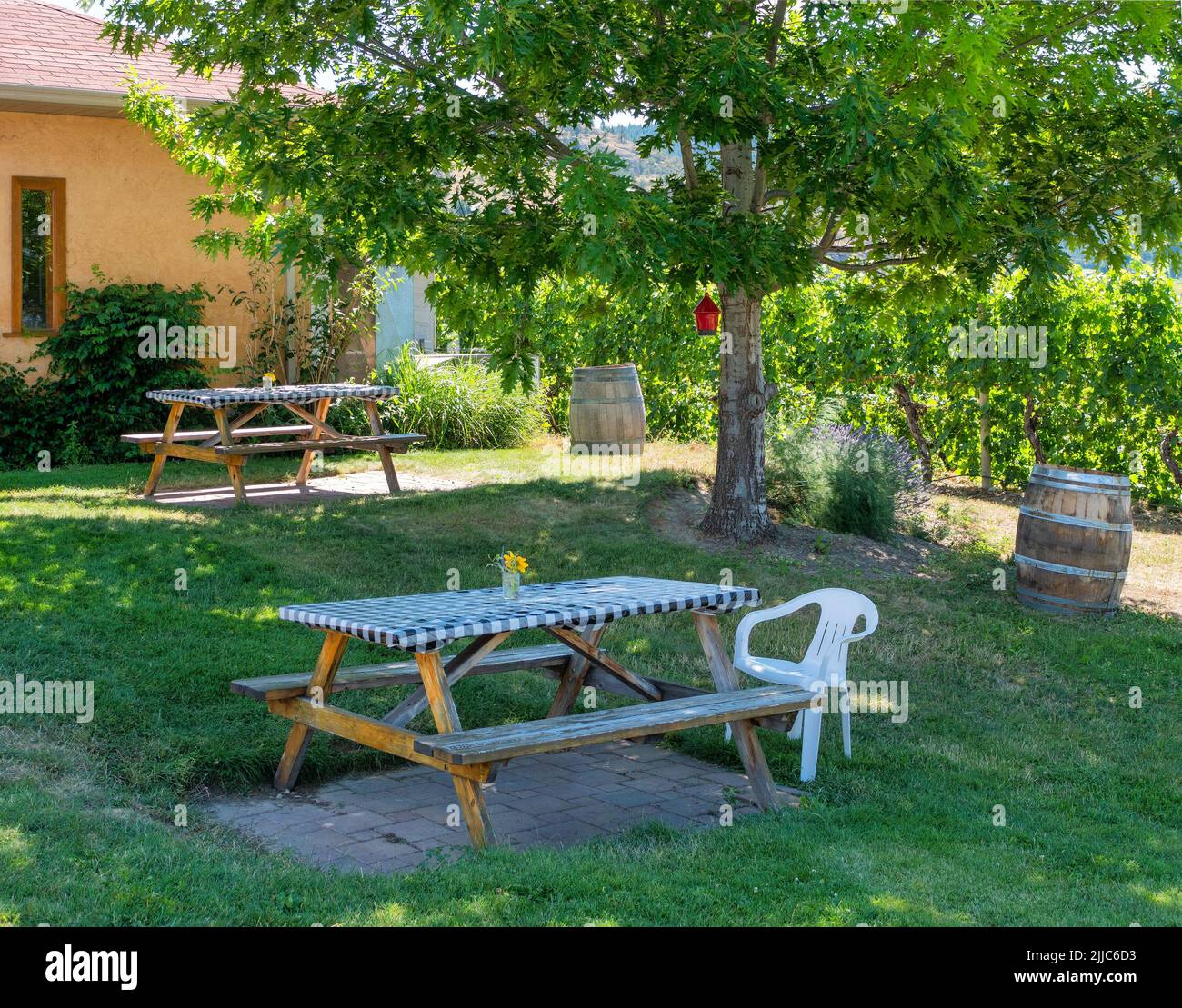 Rural summer cafe in the shadow of oak tree Stock Photo - Alamy