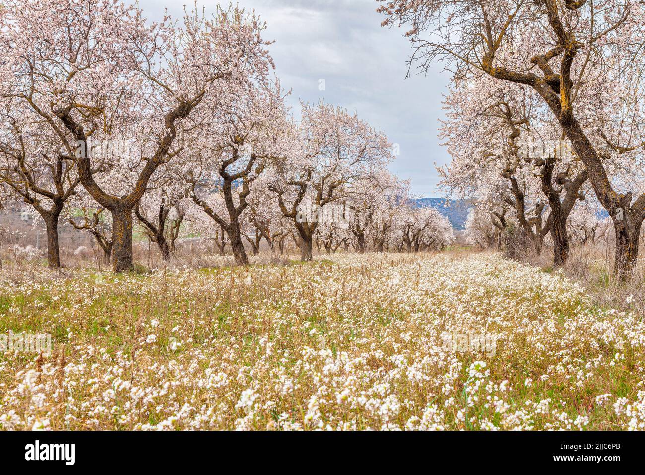 Almond fields hi-res stock photography and images - Alamy