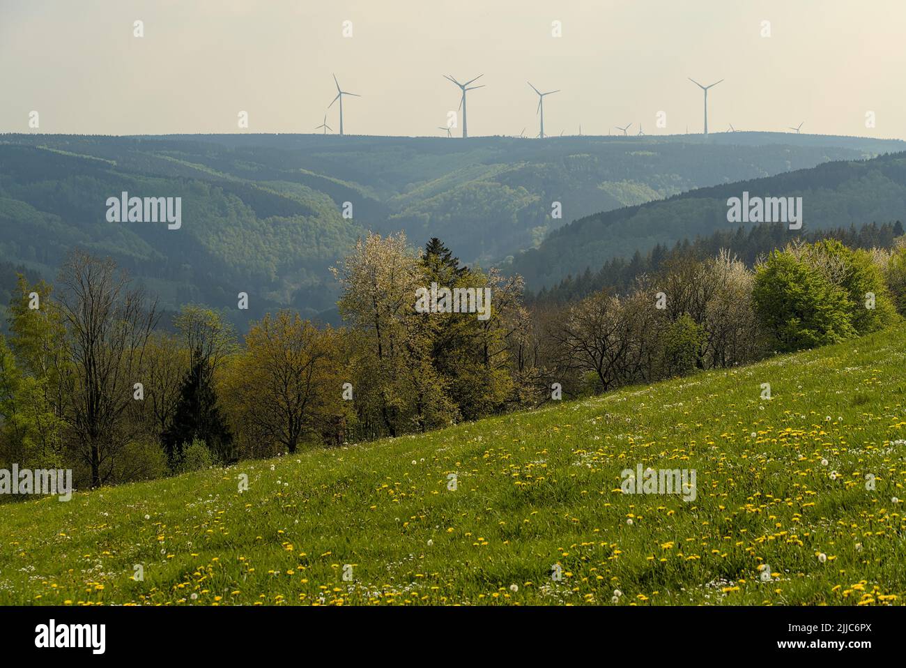 An aerial view of a beautiful meadow in National Park Eifel, Germany ...