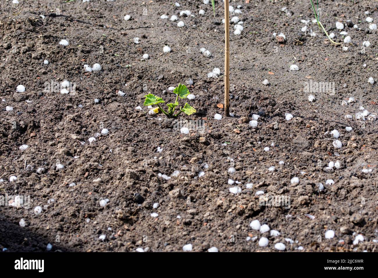 Hail falls on small plants in pots and in the ground during hot summer ...