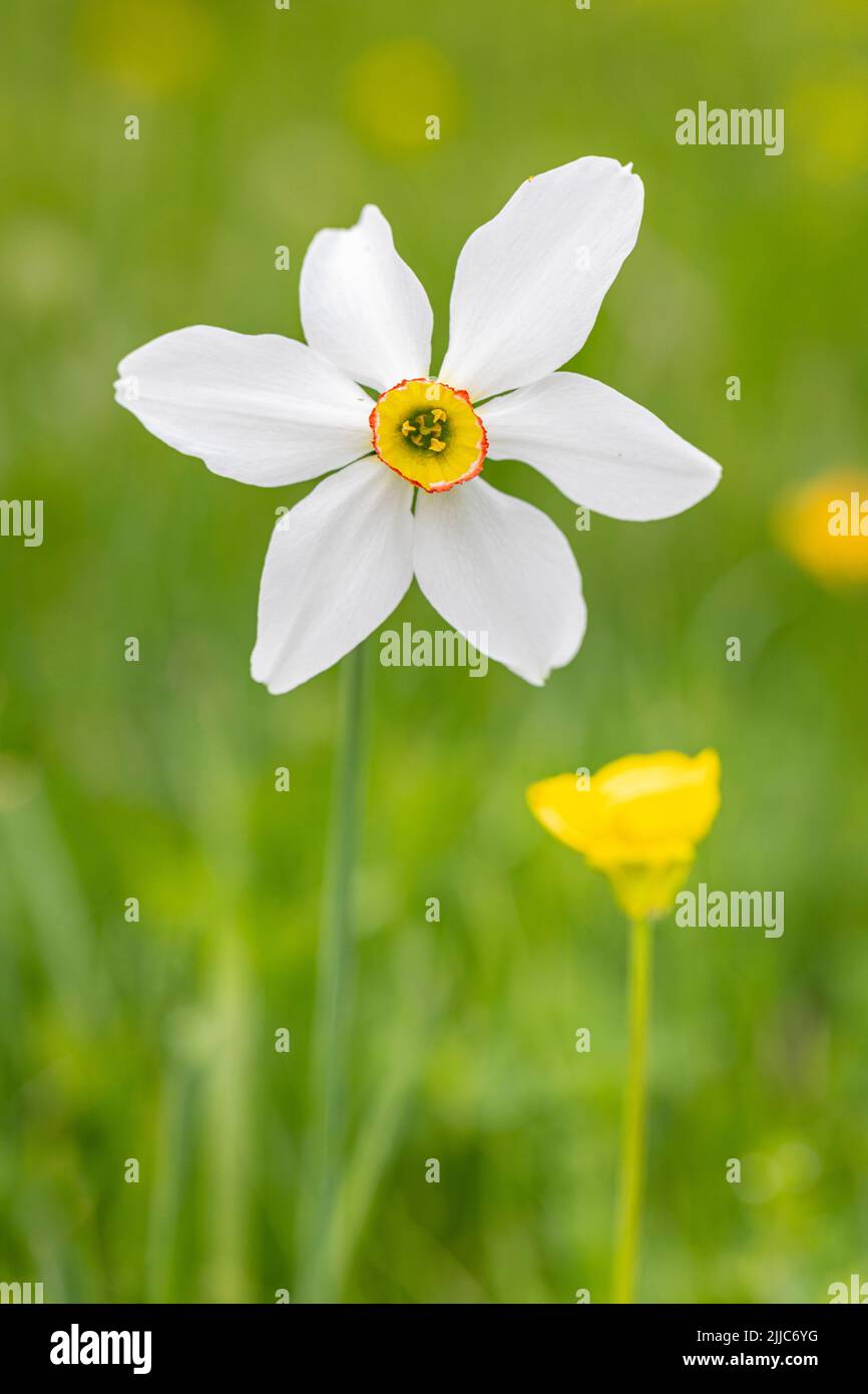 Poet's daffodil, poet's narcissus, nargis, pheasant's eye, findern ...