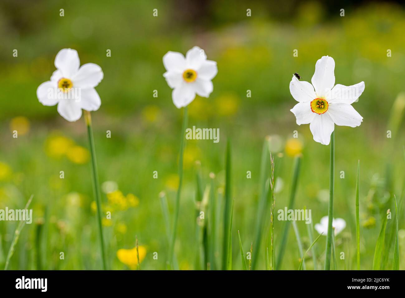 Poet's daffodil, poet's narcissus, nargis, pheasant's eye, findern ...