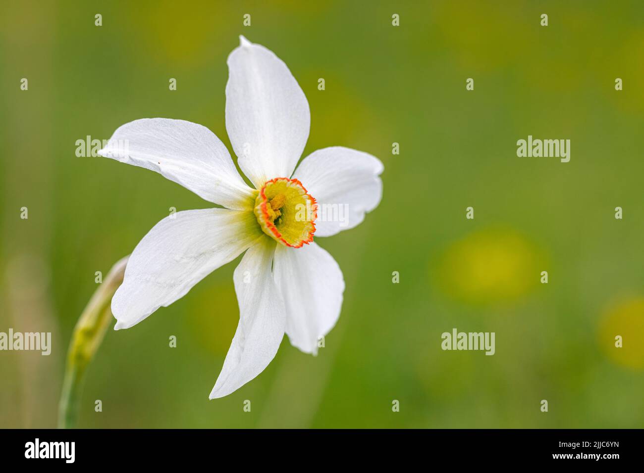 Poet's daffodil, poet's narcissus, nargis, pheasant's eye, findern ...