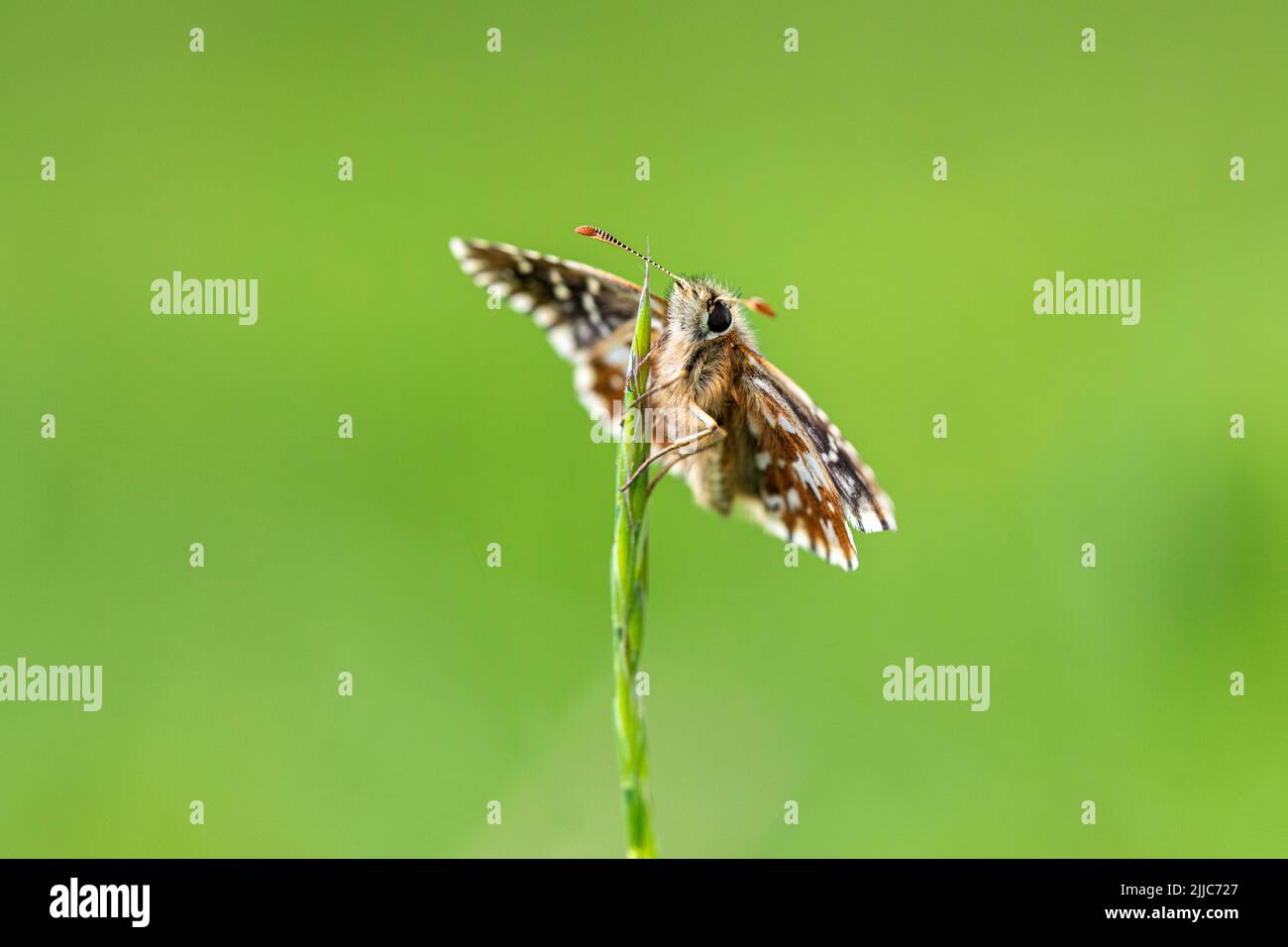 Red-underwing Skipper - Spialia sertorius -, Isil Valley, Lleida, Spain ...