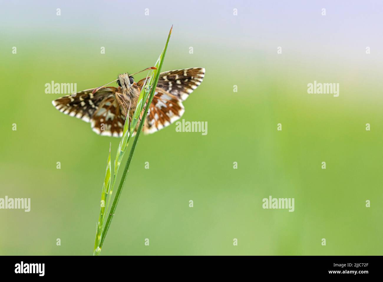 Artropodos hi-res stock photography and images - Alamy