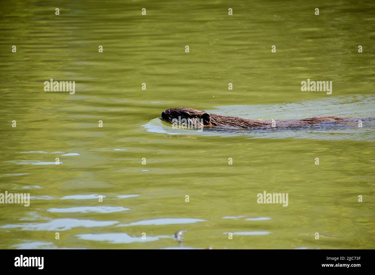 A nutria is seen swimming on the surface of the lake in Parc Borély ...