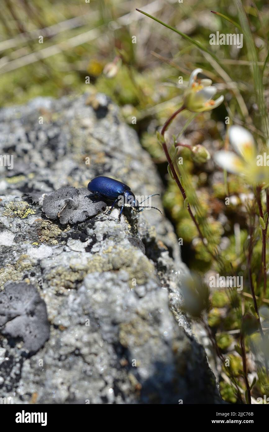 Insect under rock hi-res stock photography and images - Alamy