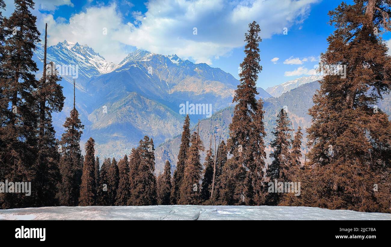 A landscape of mountain range with fir trees in the foreground Stock ...