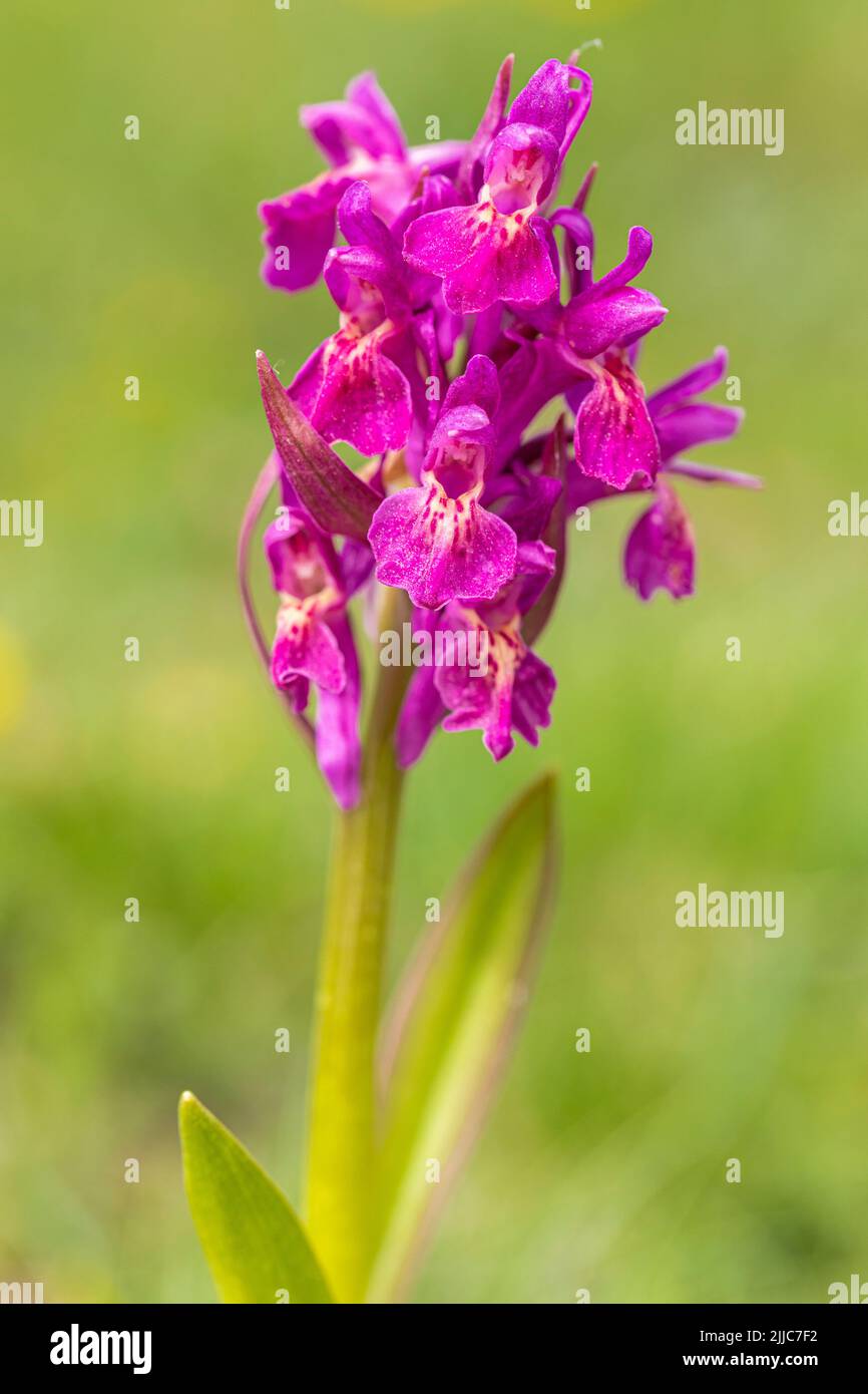 Elder-flowered Orchid - Dactylorhiza sambucina-, Natural Park of Posets ...