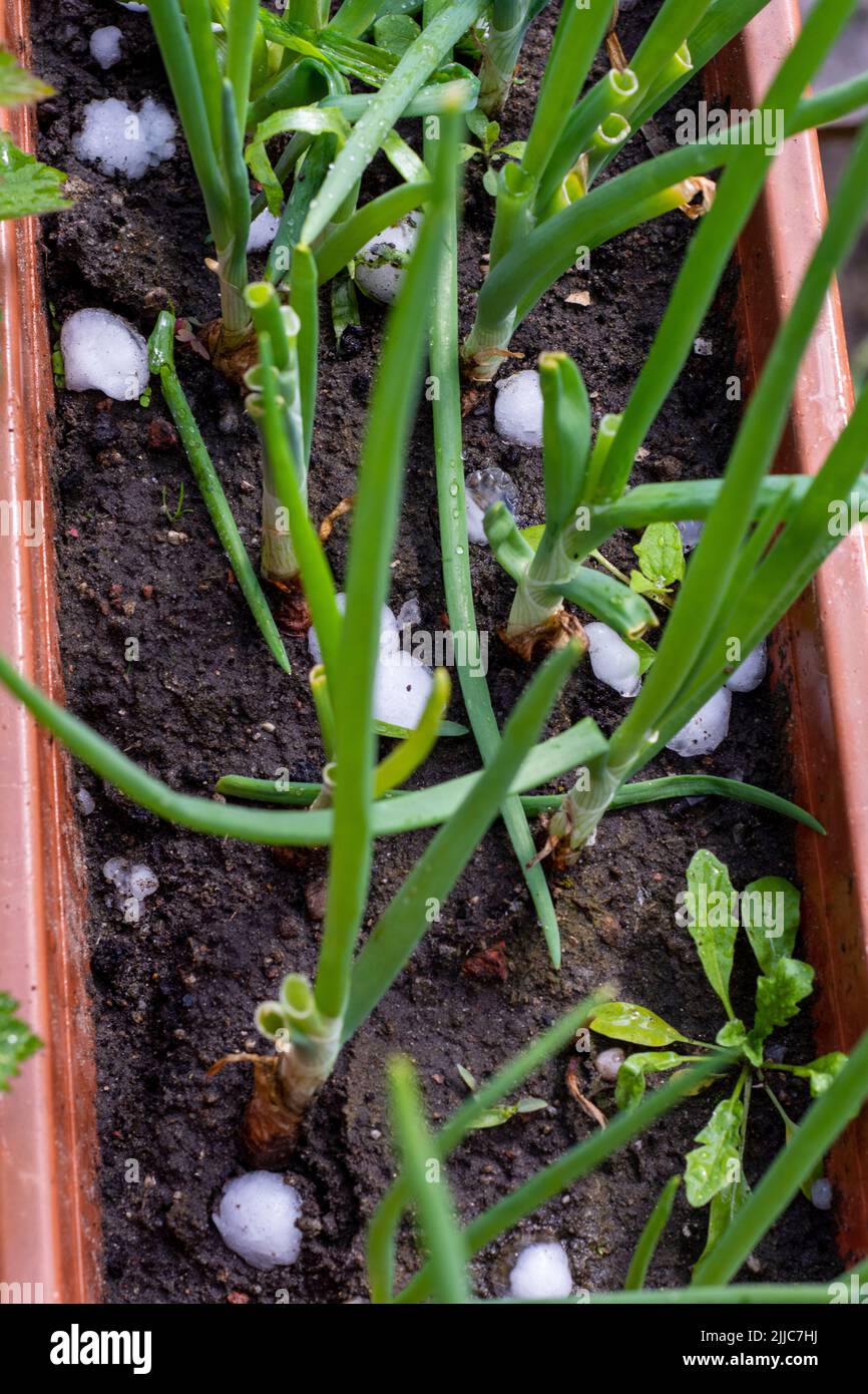 Hail falls on small plants in pots and in the ground during hot summer ...