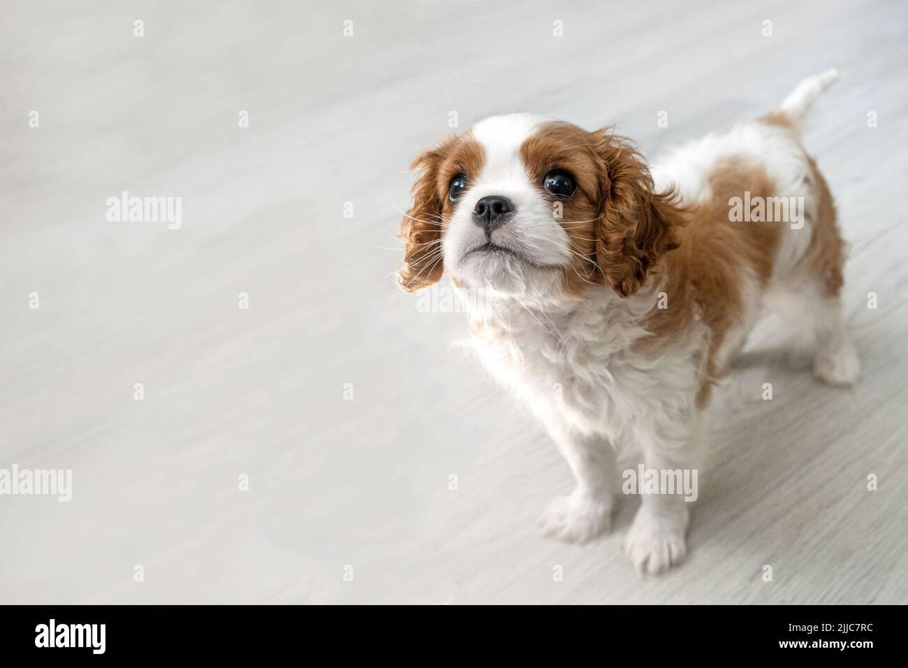 Cavalier King Charles Spaniel Blenheim. Close up portrait of Cute dog ...