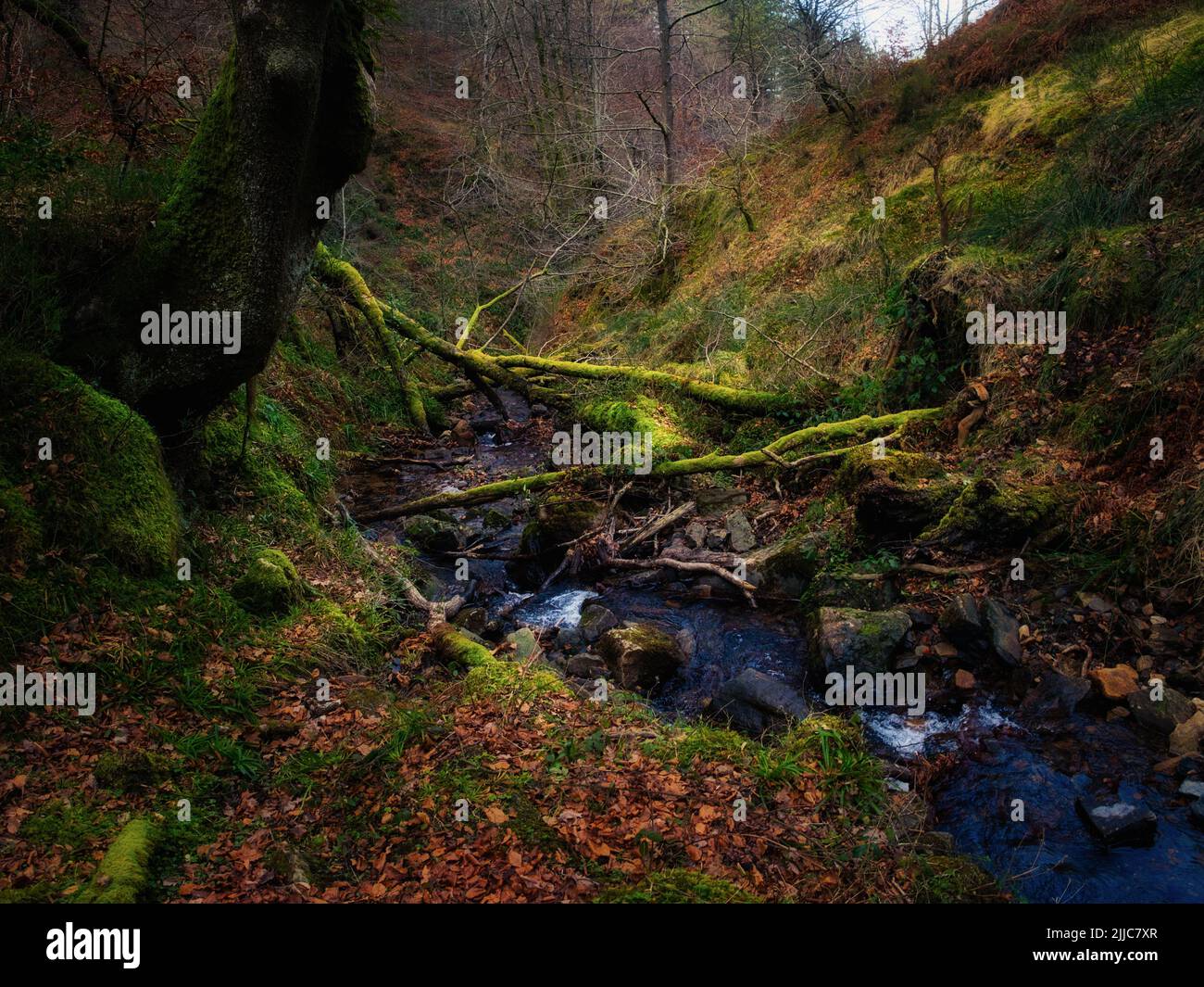 Mossy stream in forest hi-res stock photography and images - Alamy