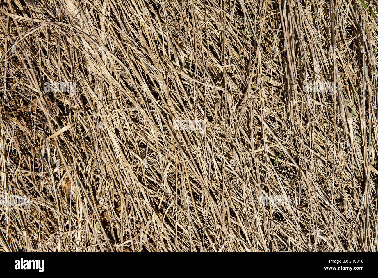 Closeup of old aged dry grass straw texture background. Macro of a ...