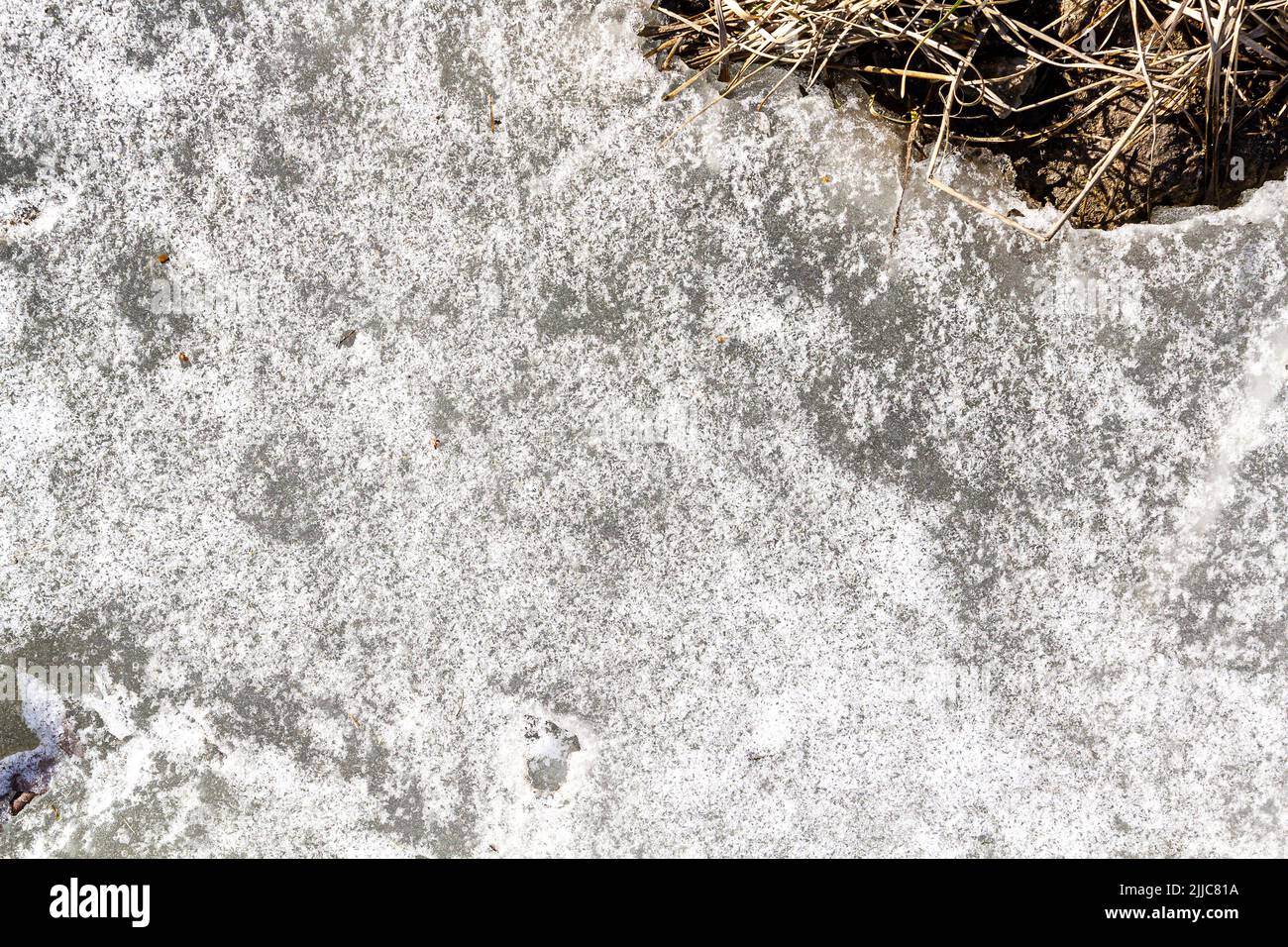 Spring ground covered with thawing snow. Melting ice on dry grass close ...