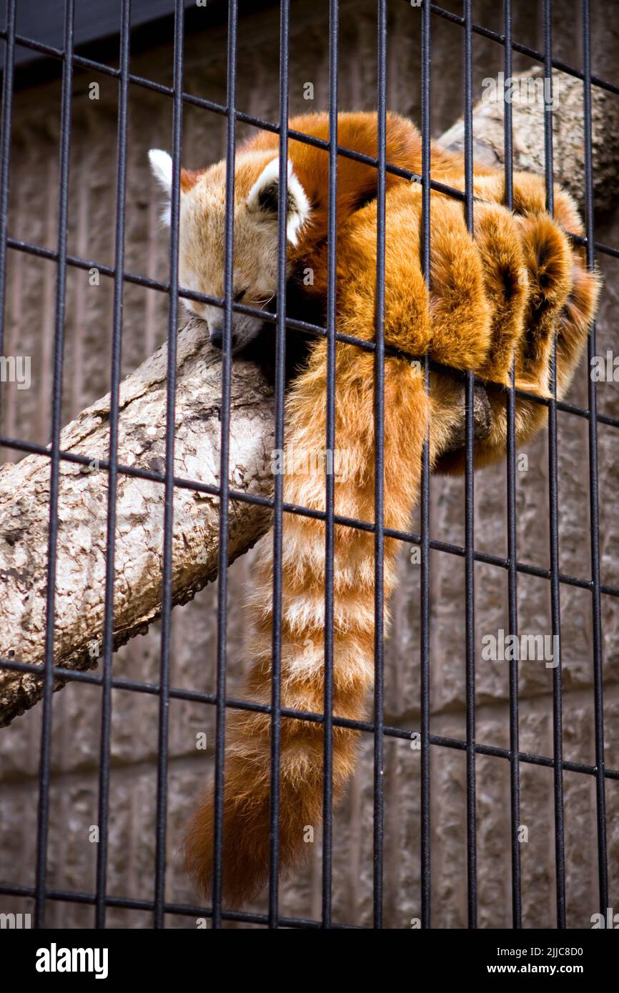 A vertical closeup of a red panda perched on a tree branch against a ...