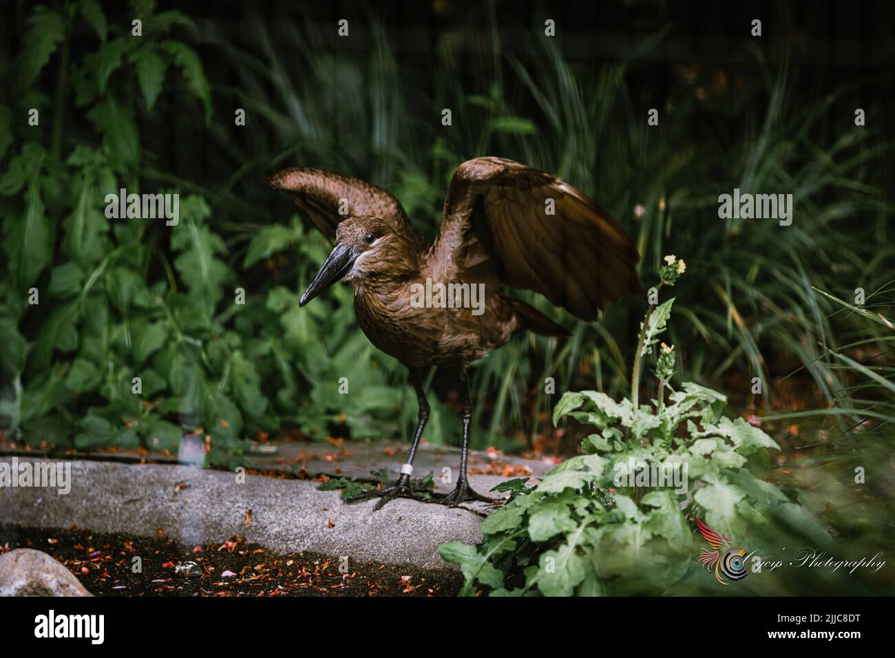Hamerkop on branch hi-res stock photography and images - Alamy