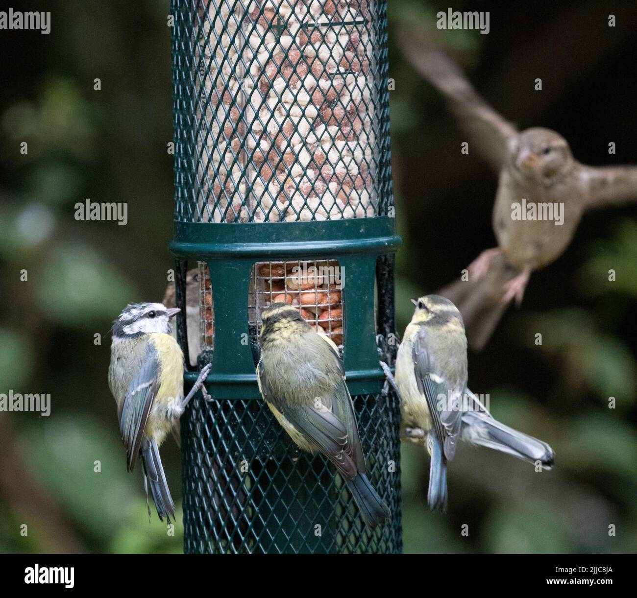 Birds on a garden bird feeder Stock Photo - Alamy