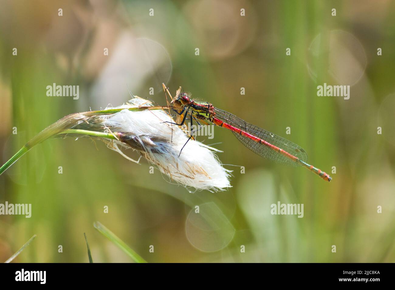 A closeup of a large red damselfly perched on cottongrass (Eriophorum ...