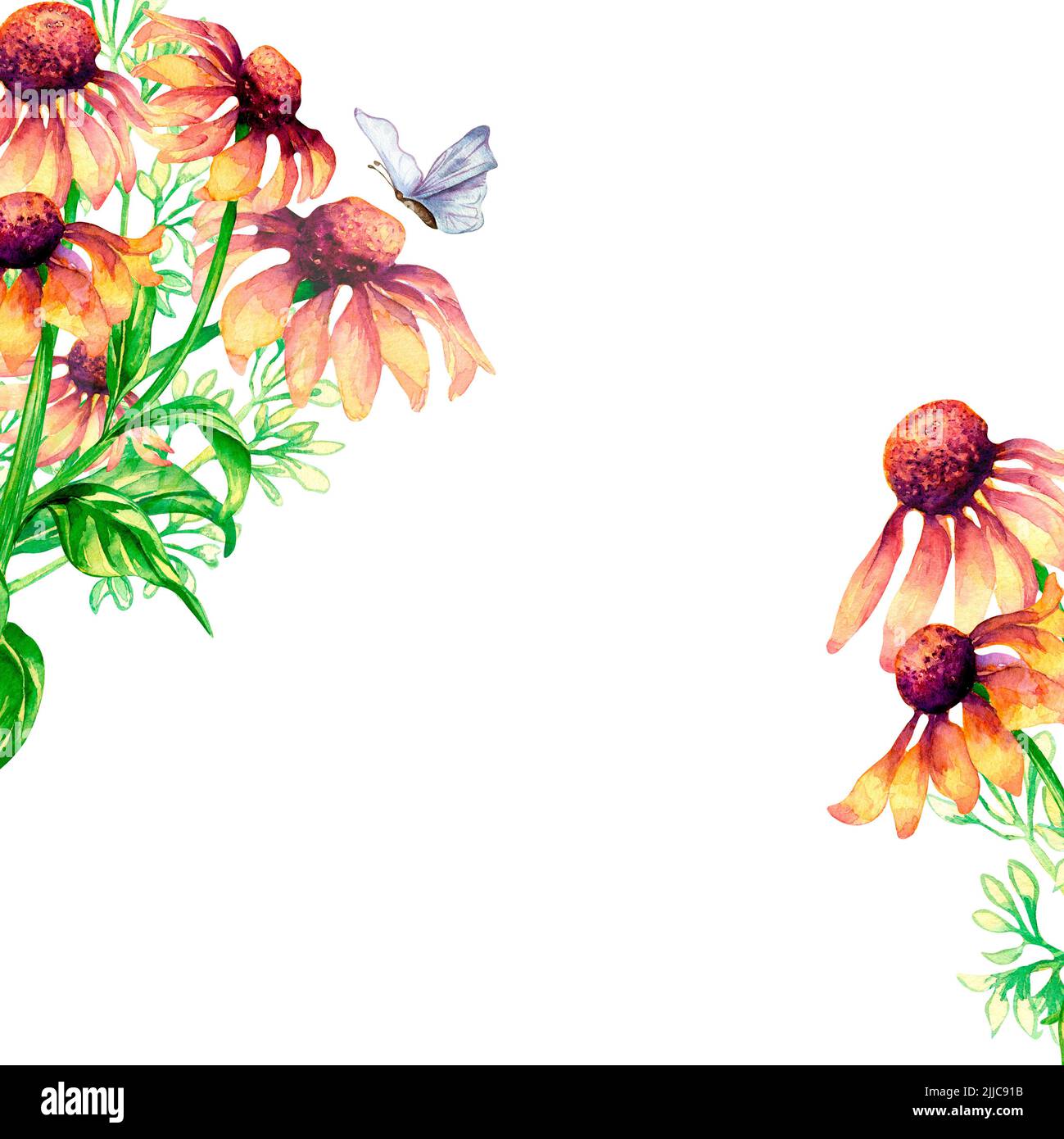 Frame with meadow pink flowers, coneflowers bouquet watercolor ...