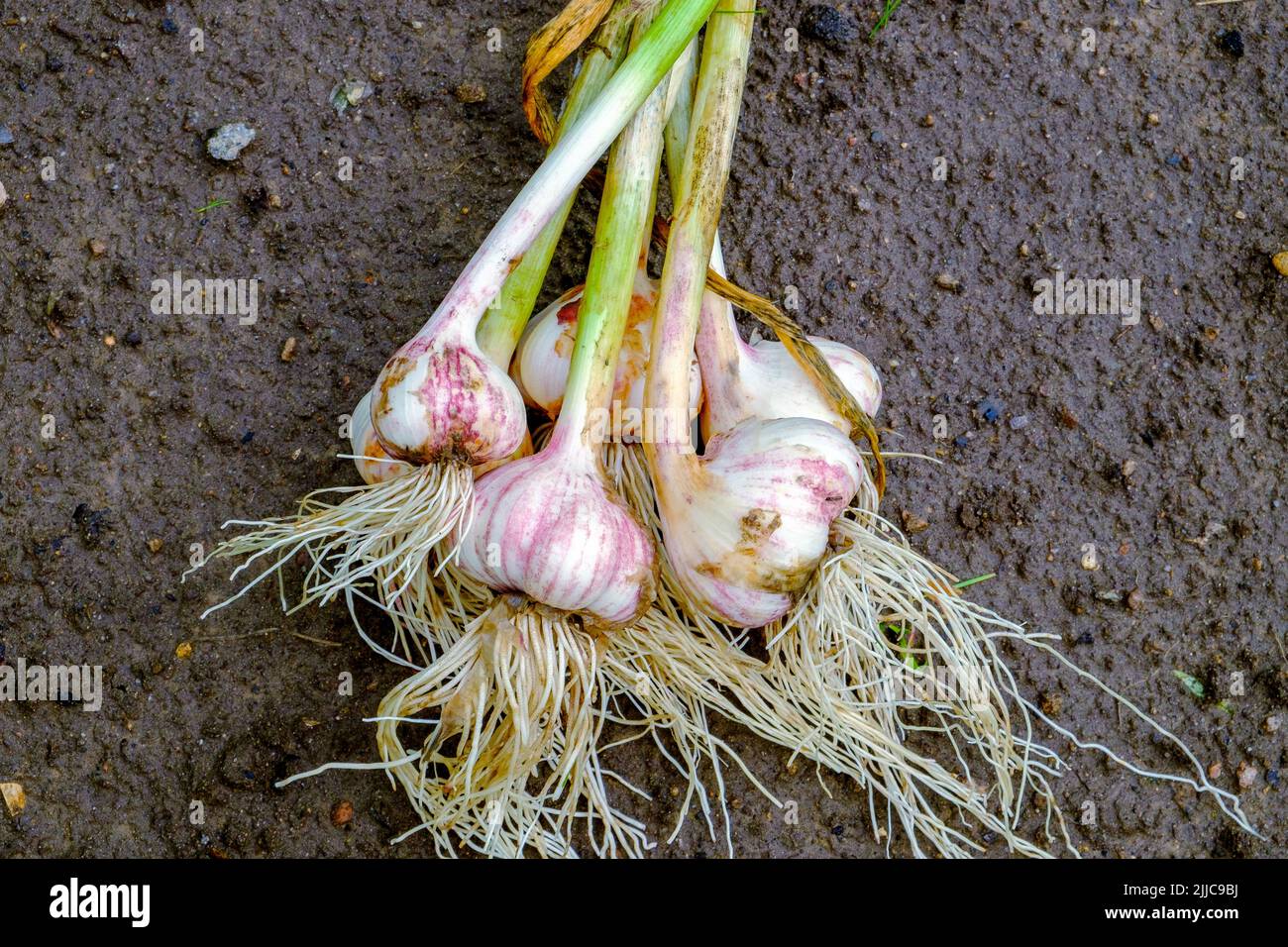 Garlic farming hi-res stock photography and images - Alamy