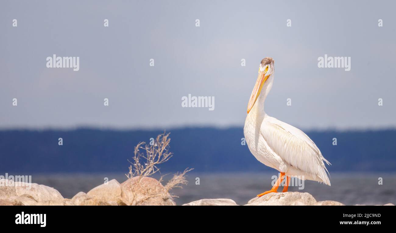 American white pelican standing on rocks hi-res stock photography and ...