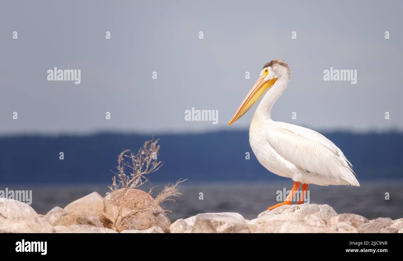 American white pelican in full profile hi-res stock photography and ...