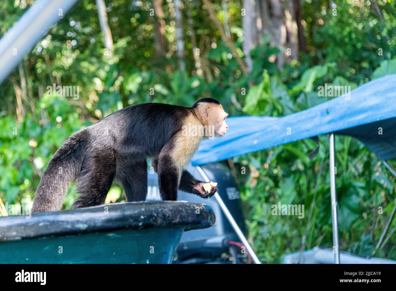 A white faced capuchin monkey picking up a piece of apple from a boat ...