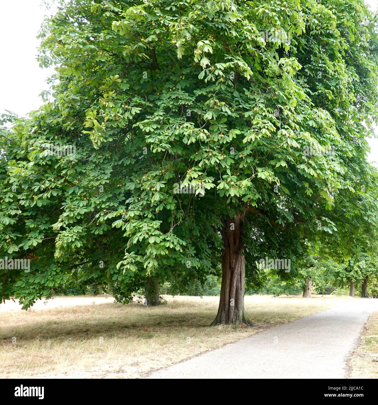 Ipswich, Suffolk, UK - 25 July 2022: Horse chestnut conker tree in ...