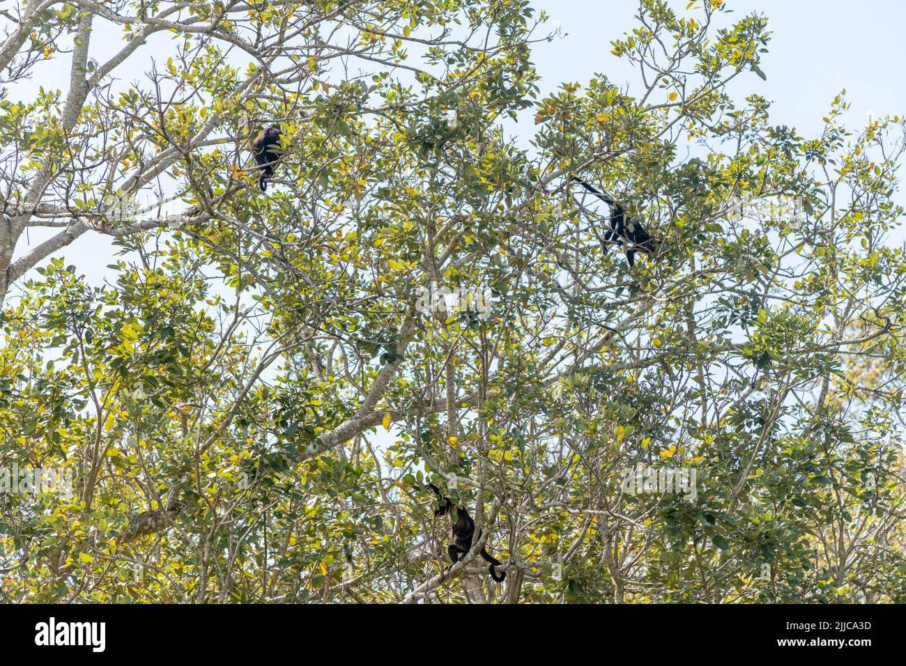 A troop of mantled howler monkeys perched in the trees of a jungle at ...