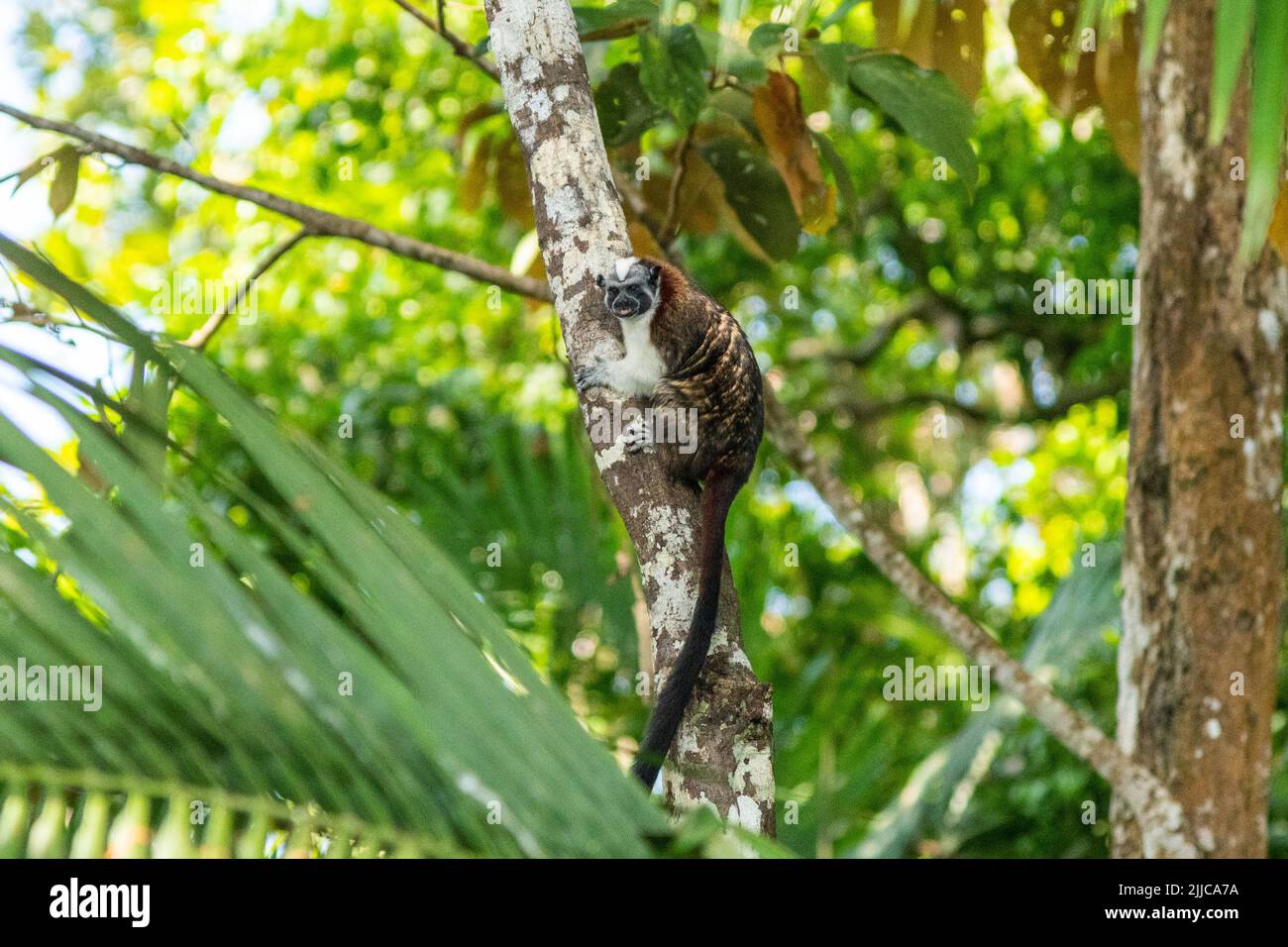 A geoffroys tamarin monkey perched on a tree at Monkey Island in Panama ...