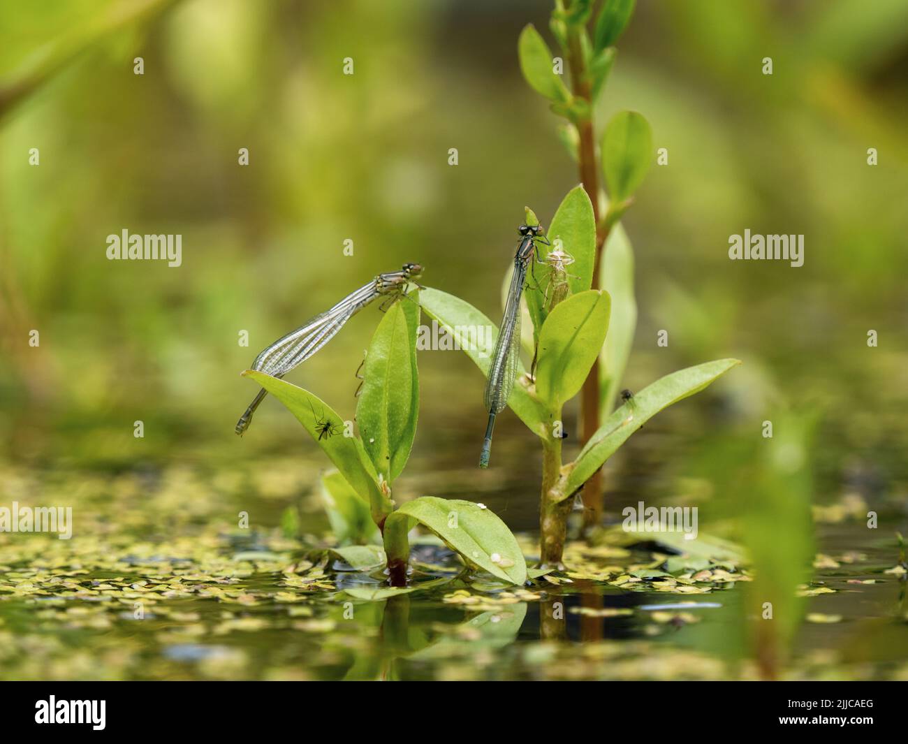 Azure Damselflies Drying Out Having Just Emerged from a Larva Stock ...