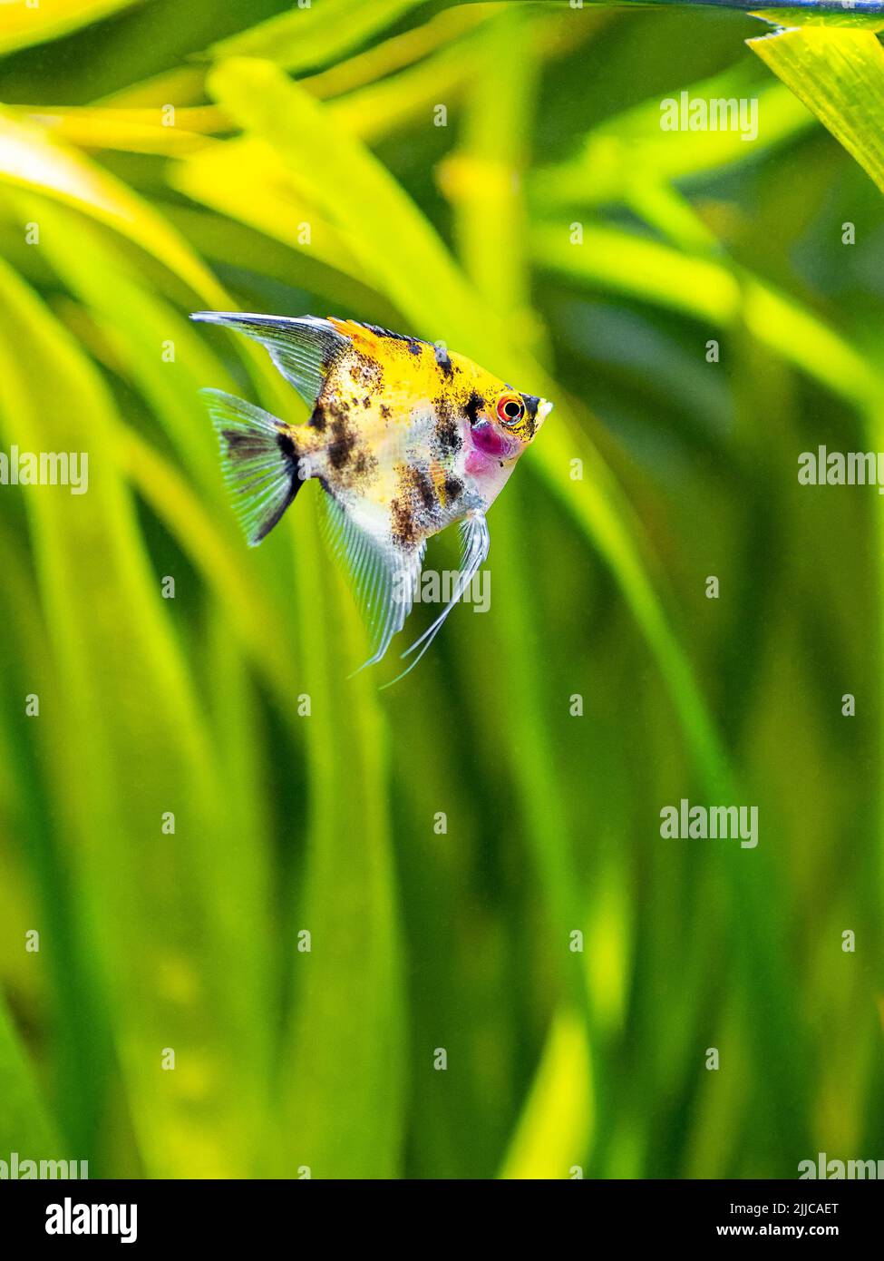 Angel Fish Koi Panda Yellow Head in tank fish with blurred background ...
