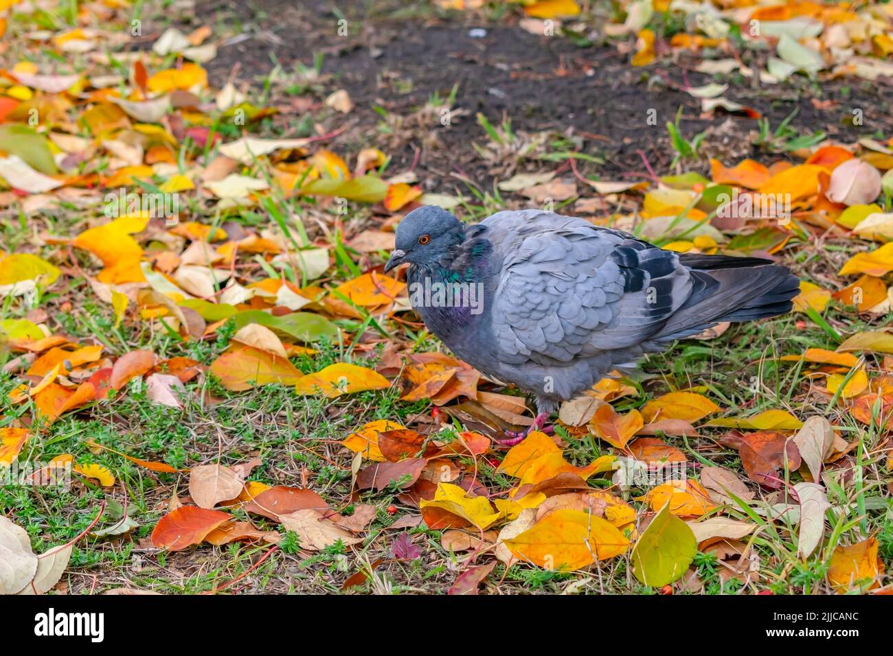 Young lone dove looking for food surrounded by autumn foliage Stock ...