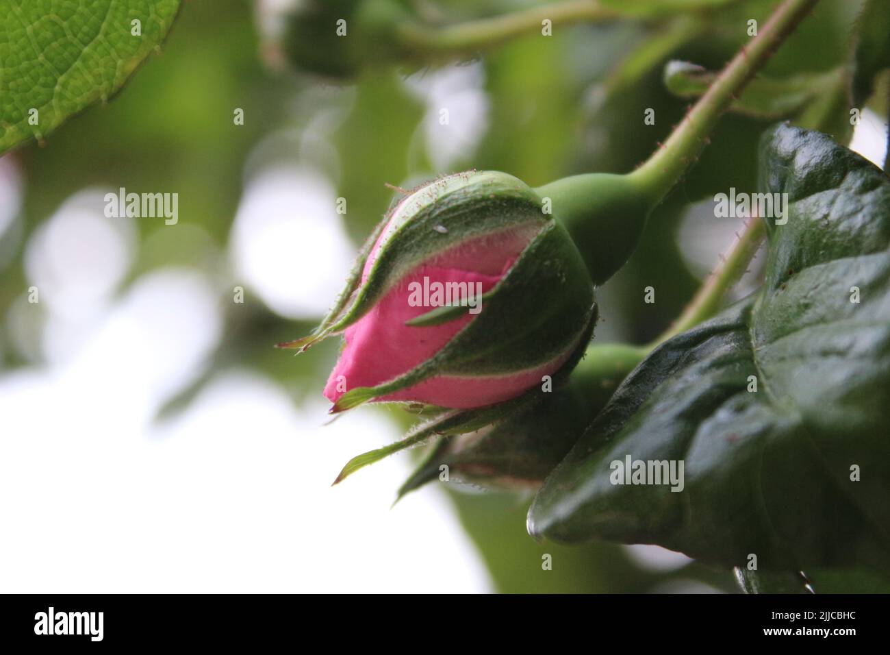 Pink roses in close-up. Photography of the Queen of Flowers. A bushy ...