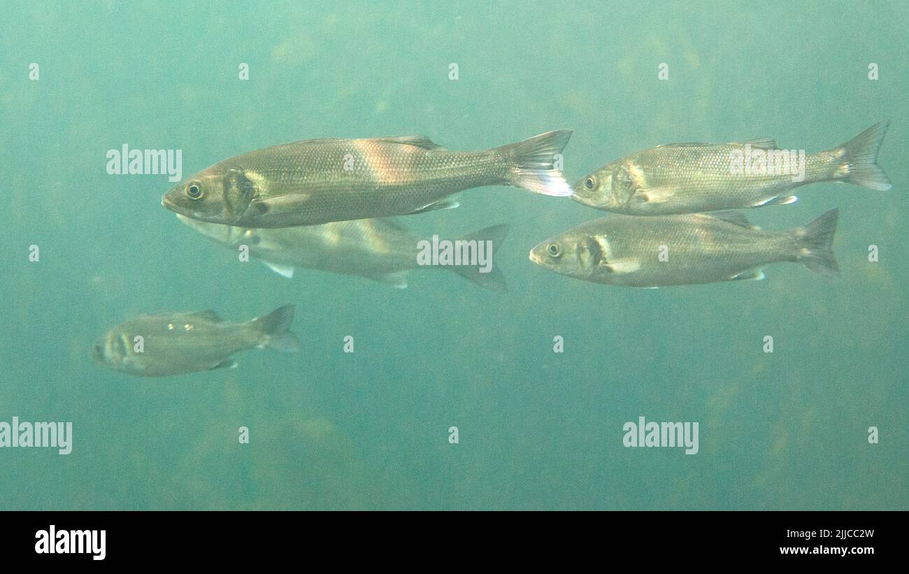 School of bass (Dicentrarchus labrax). Photographed underwater in ...